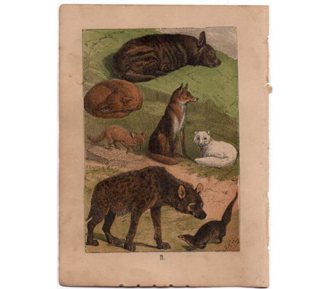 C. 1882 HYENA & FOX Lithograph • Original Antique Print • Wild Animals ...
