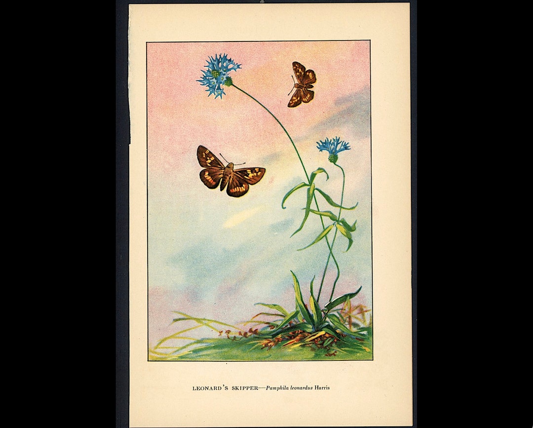 C. 1930 VINTAGE BUTTERFLY Lithograph - Original Vintage Print ...