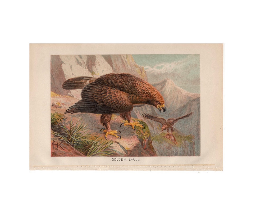 C. 1894 GOLDEN EAGLE Lithograph • Original Antique Print • Antique Bird ...