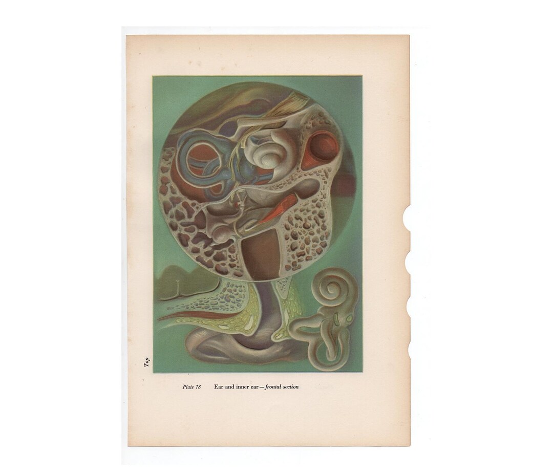 C 1951 THE EAR Lithograph Original Vintage Print Human Anatomy Medical ...