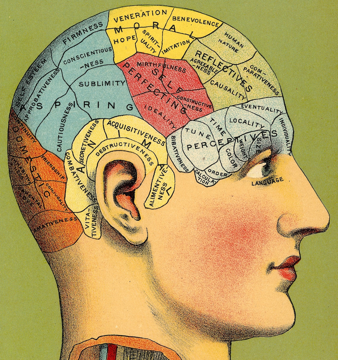 C. 1920 PHRENOLOGY CHART Print Original Antique Print - Etsy