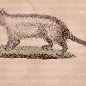 C. 1831 POSSUMS OPOSSUMS Engraving • Original Antique Print • Hand ...
