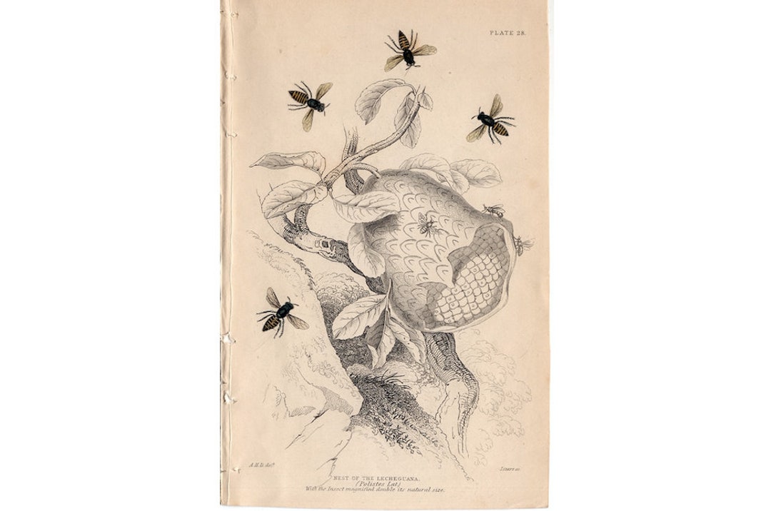 C.1840 WASP Engraving • Original Antique Print • Paper Wasp Nest ...