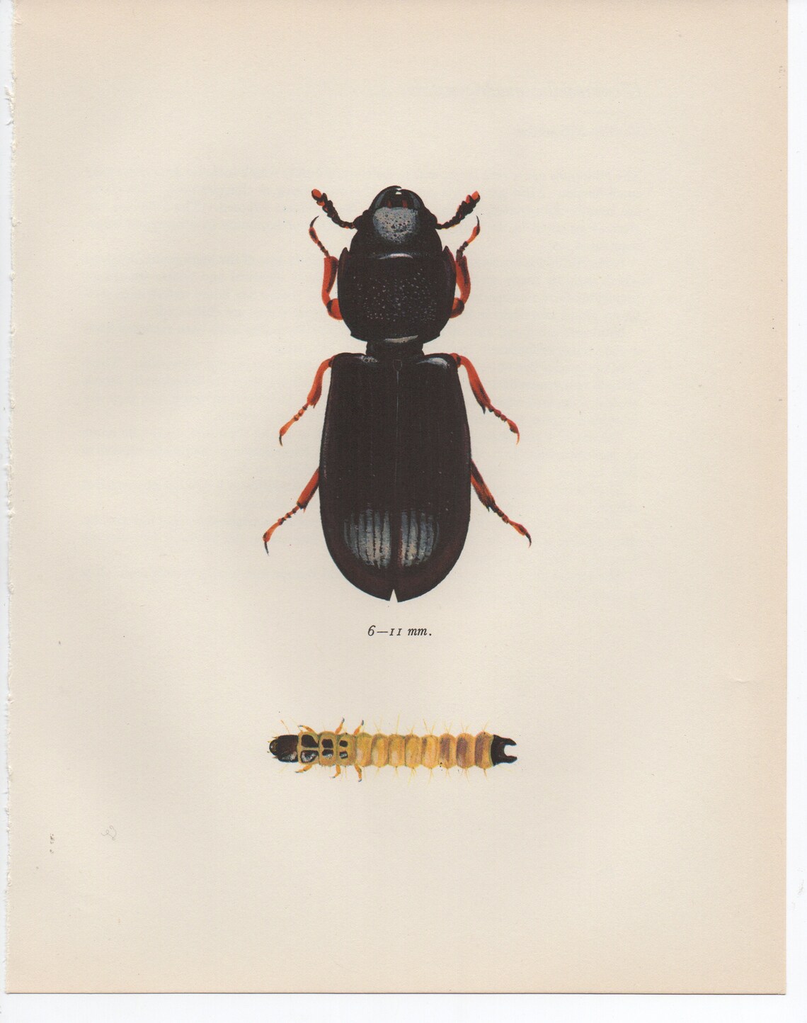 Vintage Print BEETLE PRINT C. 1964 Original Vintage Insect - Etsy