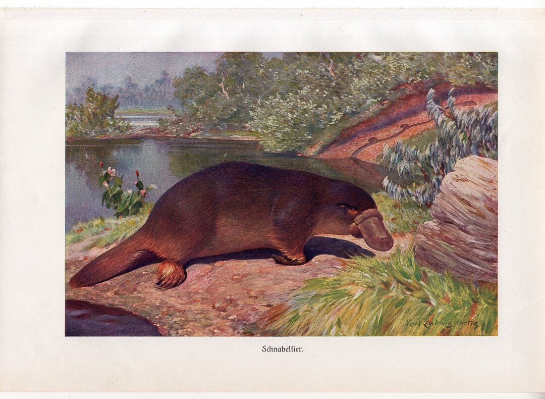 C. 1900 PLATYPUS Lithograph • Original Antique Print • Australian ...