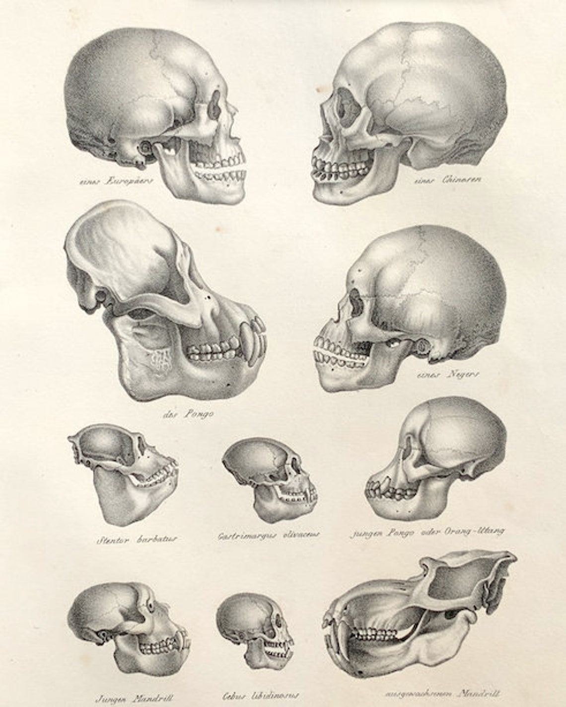 C. 1824 ANTIQUE SKULLS Print - Original Antique Print - Comparative ...