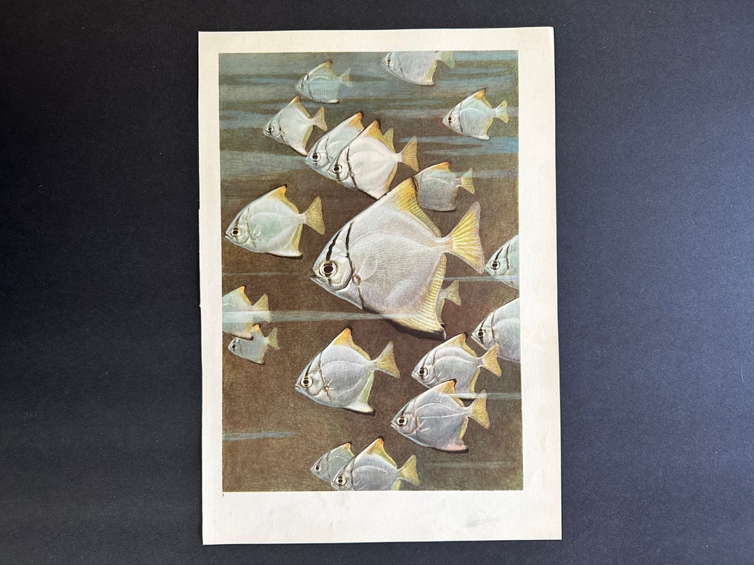 C. 1945 SILVER PSETTUS FISH Lithograph • Original Vintage Print • Large ...