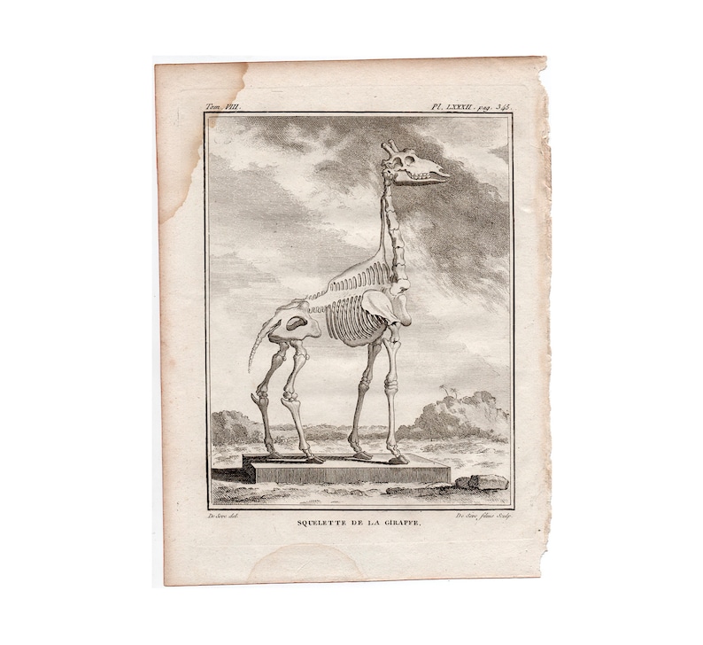 GIRAFFE SKELETON Engraving C. 1777 • Original Antique Print • African ...