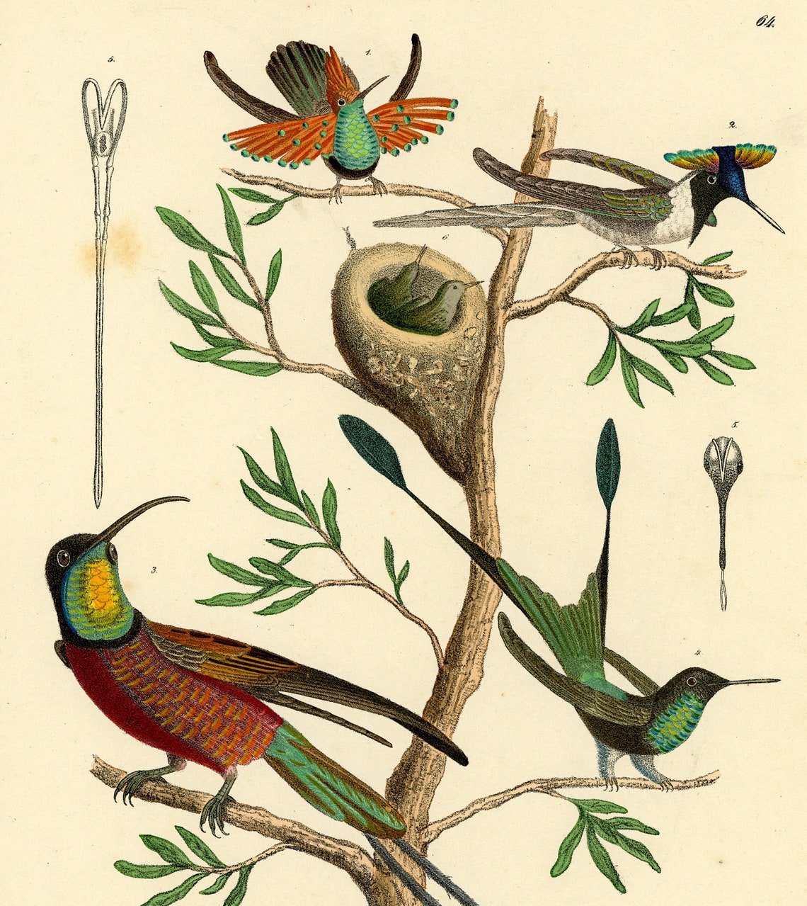 C. 1824 HUMMINGBIRDS WITH NEST Lithograph • Original Antique Print ...