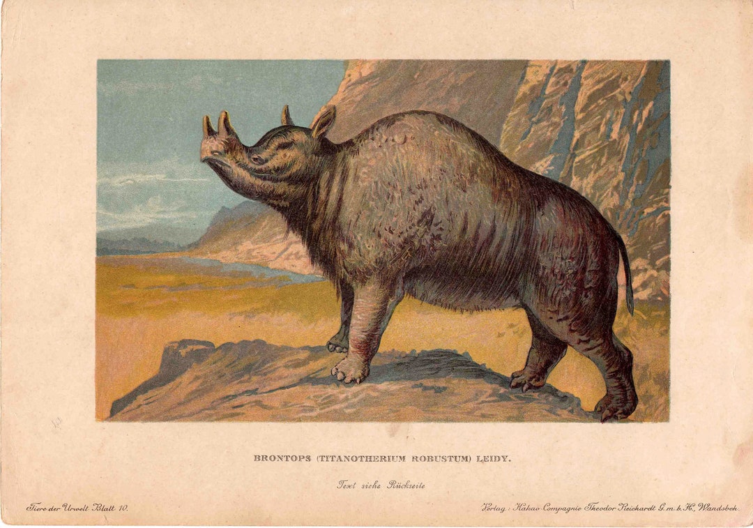 C. 1902 BRONTOPS MEGACEROPS Lithograph • Original Antique Print ...