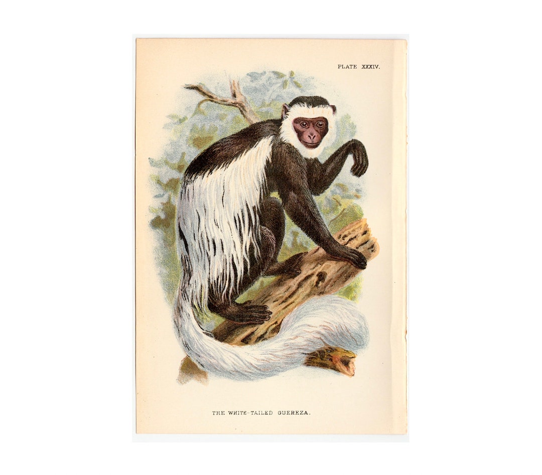 C. 1897 MONKEY Lithograph • Original Antique Print • Primate Print ...