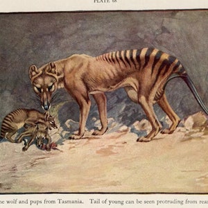 EXTINCT! C. 1934 THYLACINE Lithograph • Framed Original Vintage Print ...