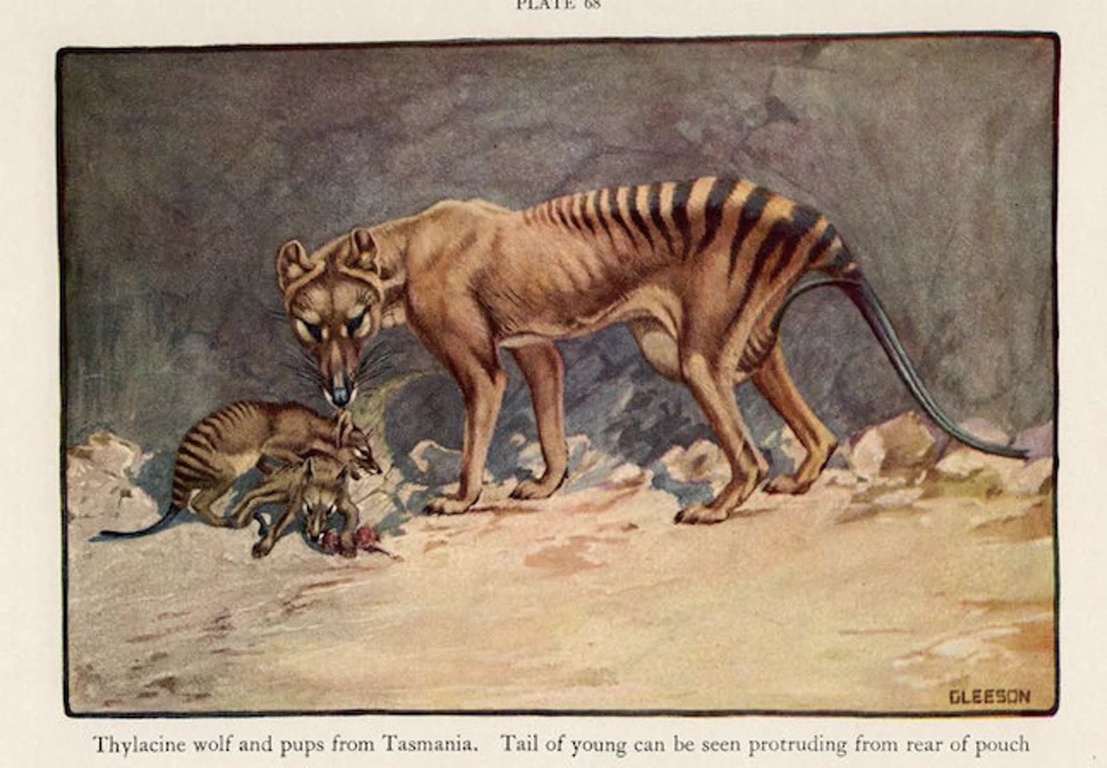 EXTINCT! C. 1934 THYLACINE Lithograph • Framed Original Vintage Print ...