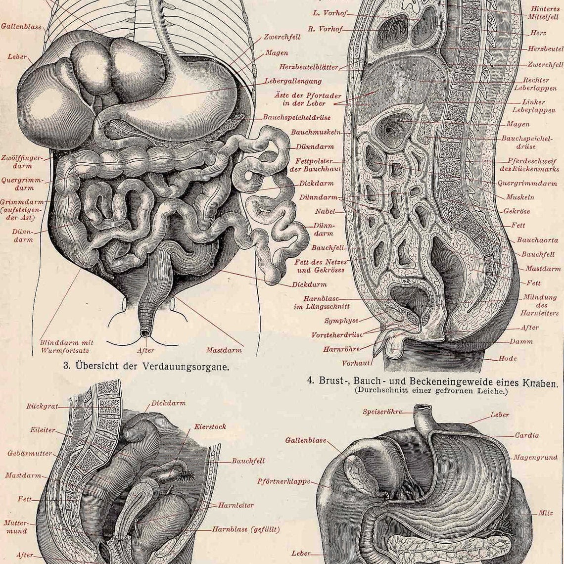 C. 1894 HUMAN ANATOMY Lithograph Innards Human Entrails - Etsy