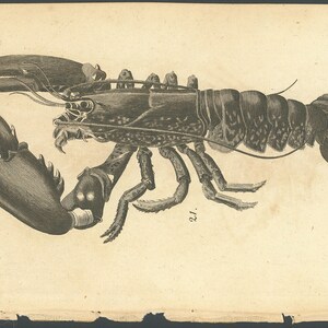 C. 1777 LOBSTER Engraving Original Antique Print Sea Life - Etsy