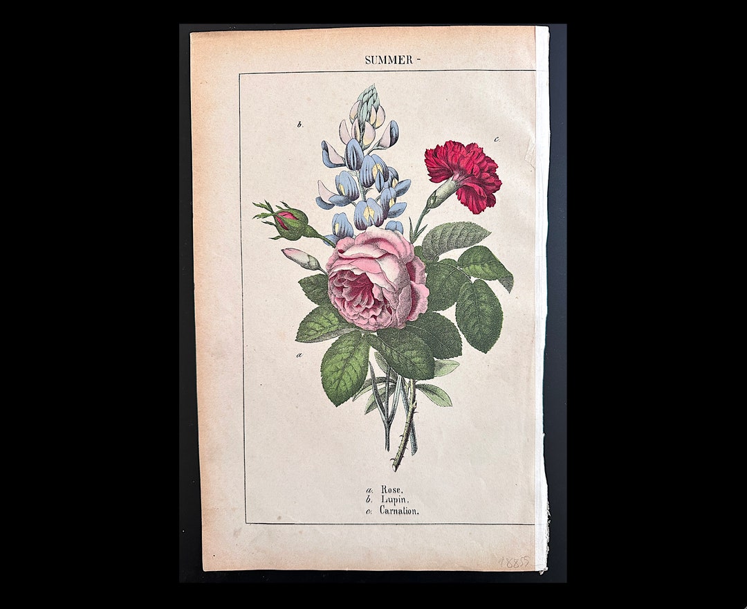 C. 1857 SUMMER FLOWERS Lithograph • Original Antique Print • Botanical ...