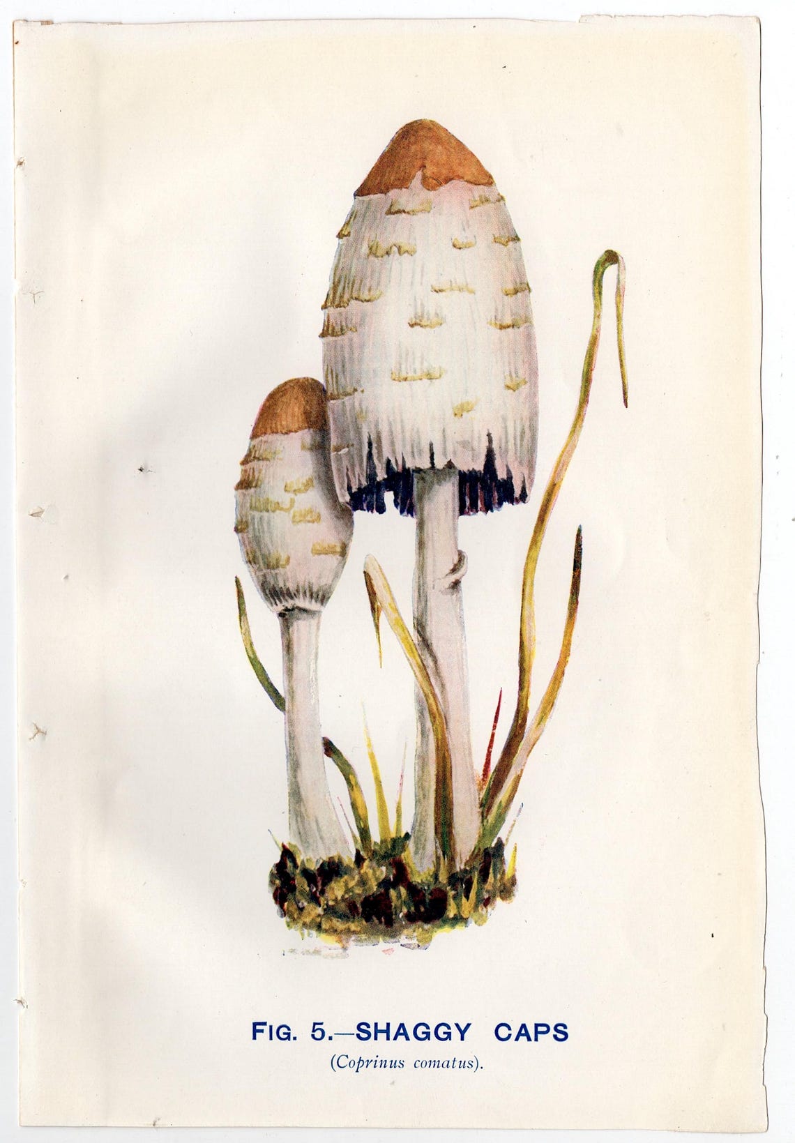 C. 1930 SHAGGY CAPS Print • Original Vintage Print • Edible Mushroom ...