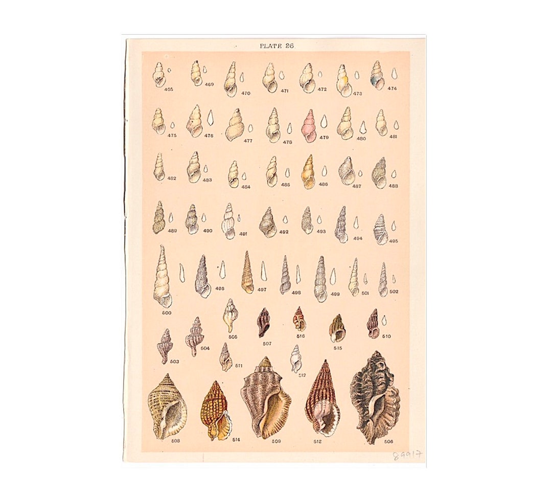 C. 1901 SEA SHELL Lithograph • Original Antique Prints • Seashells ...