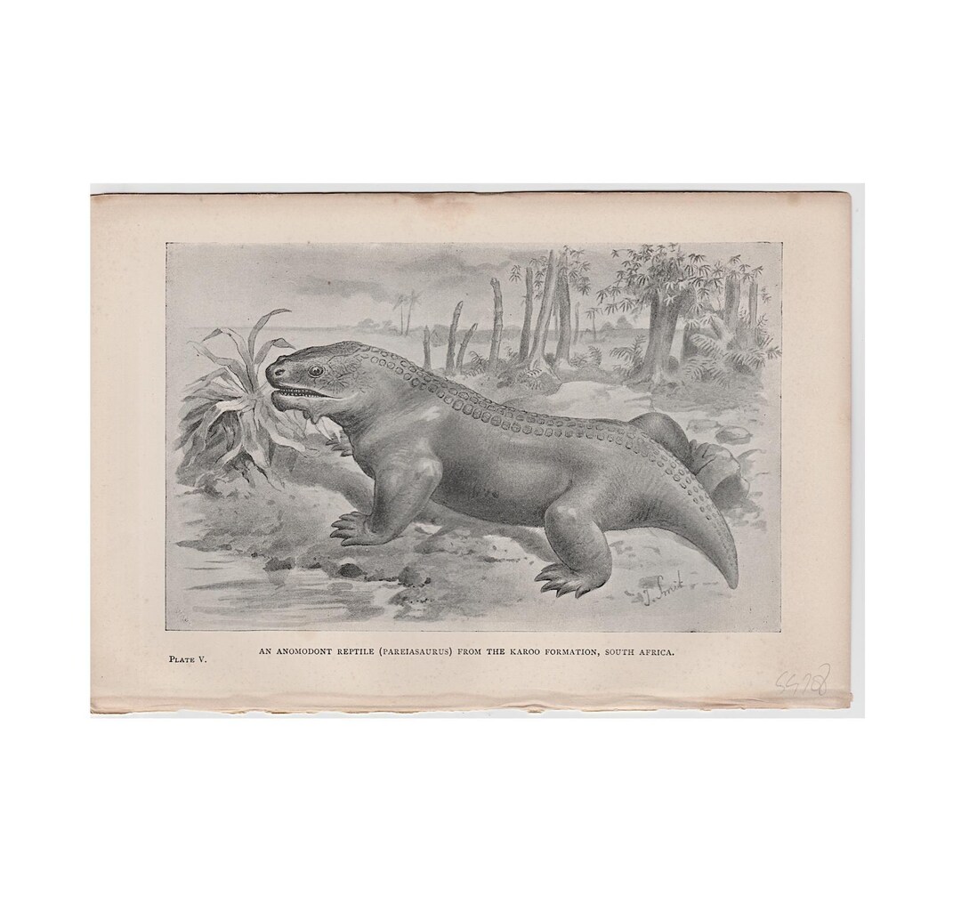 C. 1892 DINOSAUR • PAREIASAURUS Lithograph • Original Antique Print ...