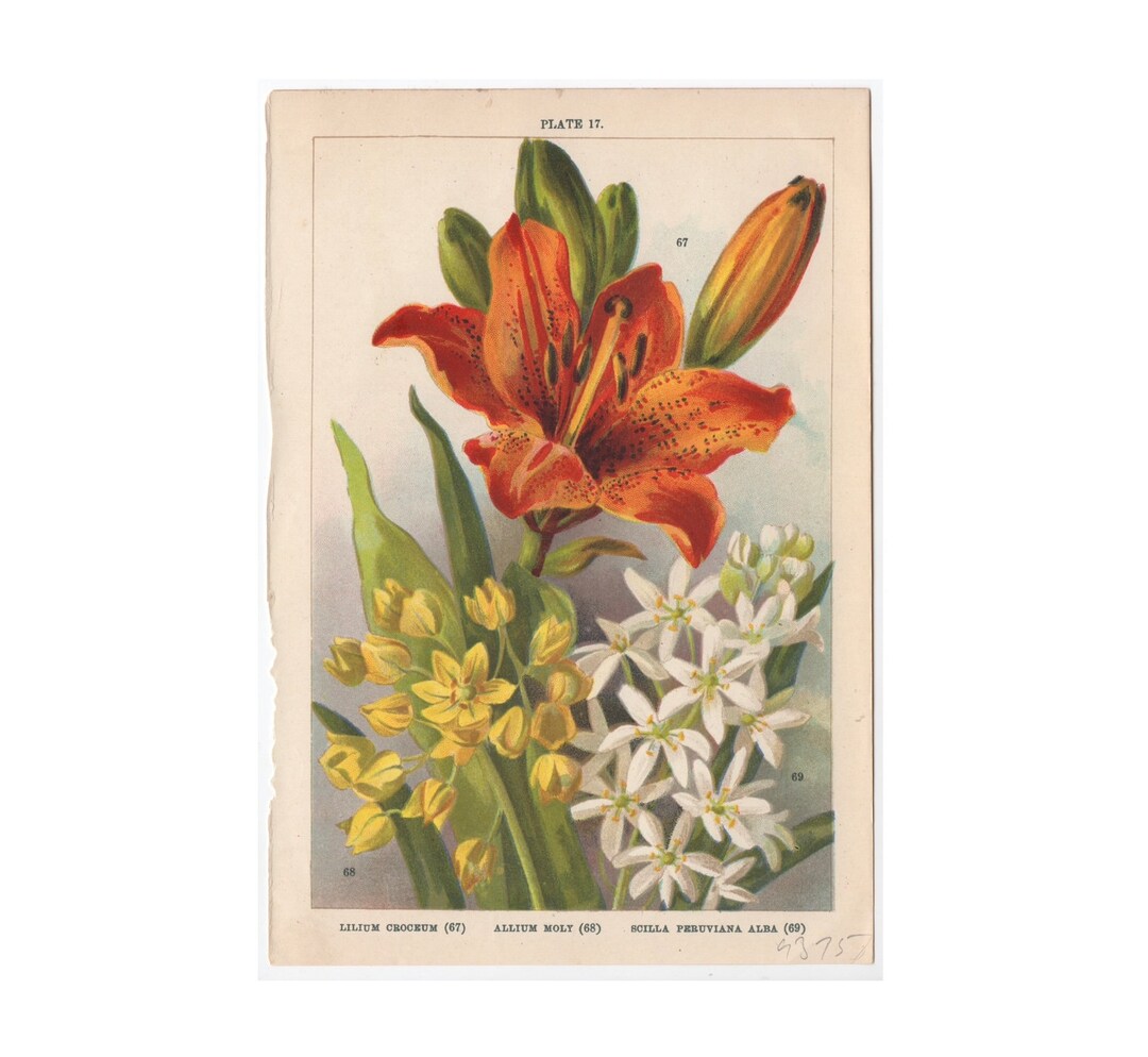 C. 1911 FLOWERS Lithograph • Original Antique Print • Flower Print ...
