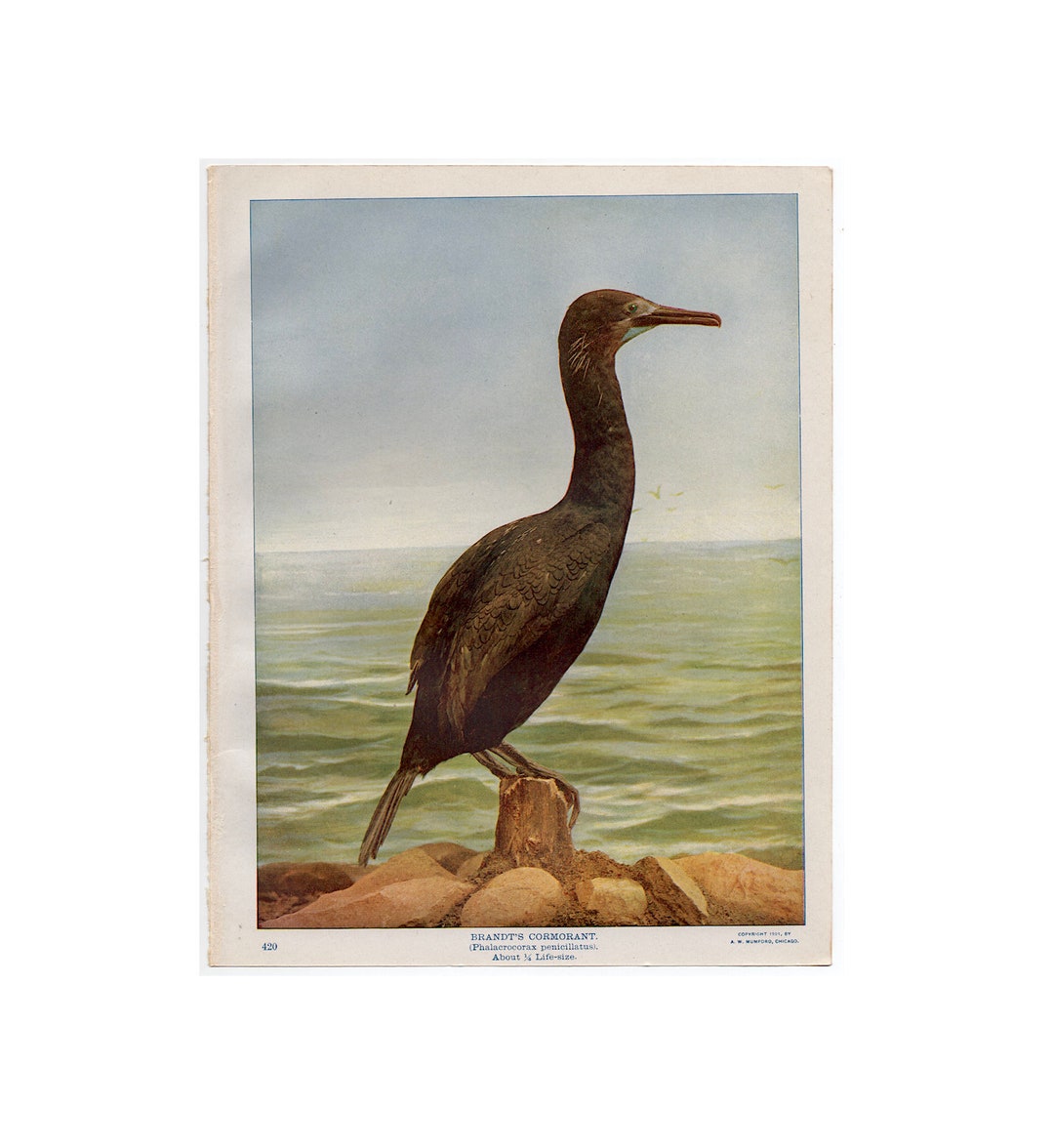 C. 1900 CORMORANT Lithograph Original Antique Print Diving Bird Print ...