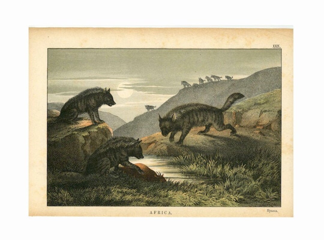 HYENA Lithograph • Antique Print of African Animals C. 1878 • Africa ...