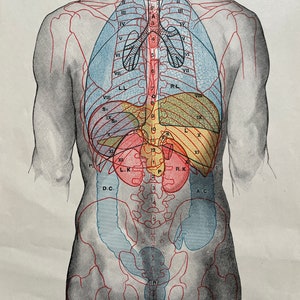C. 1937 FRONT BACK ANATOMY Lithographs • Set of 2 Original Vintage ...