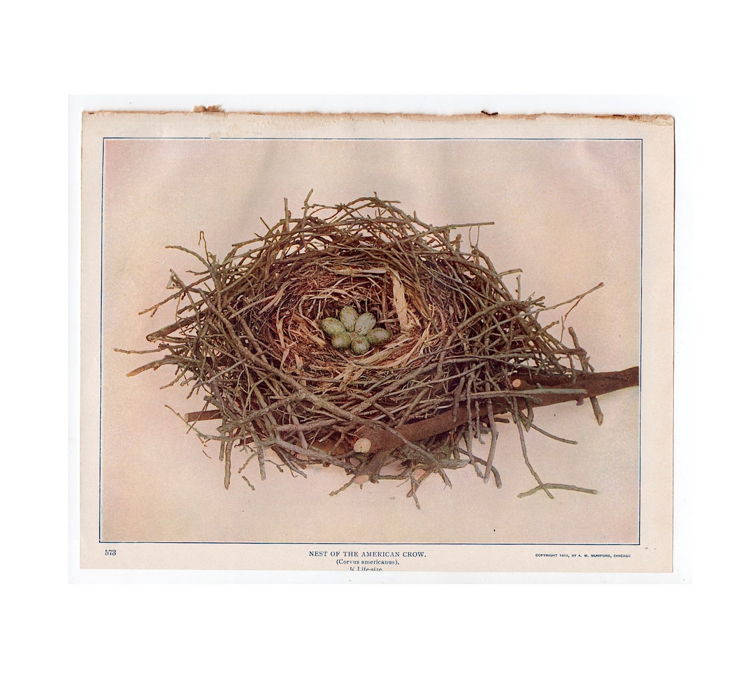C. 1914 CROW NEST & EGGS Lithograph • Original Antique Print • Nest ...