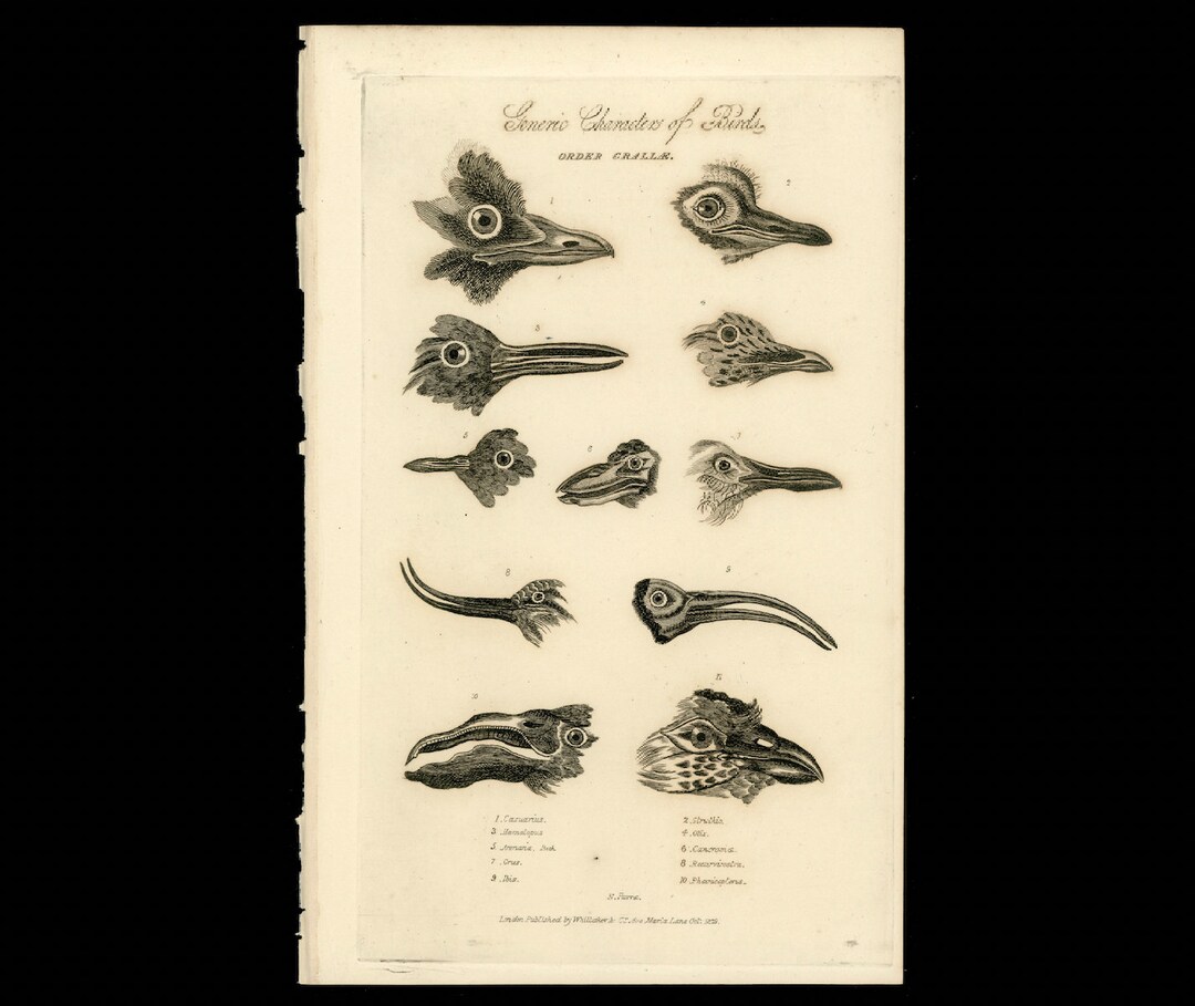 C. 1829 BIRD HEADS Engraving • Original Antique Print • Bird Anatomy ...