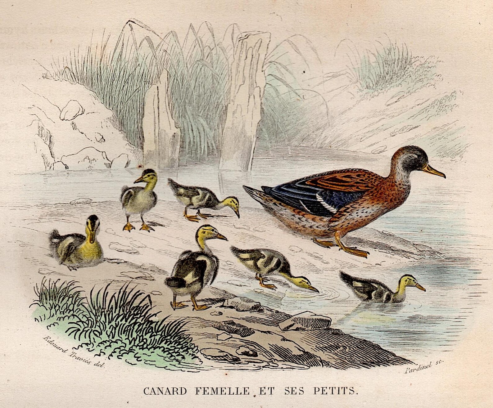 C. 1858 DUCK With Ducklings Engraving • Original Antique Print • Bird ...
