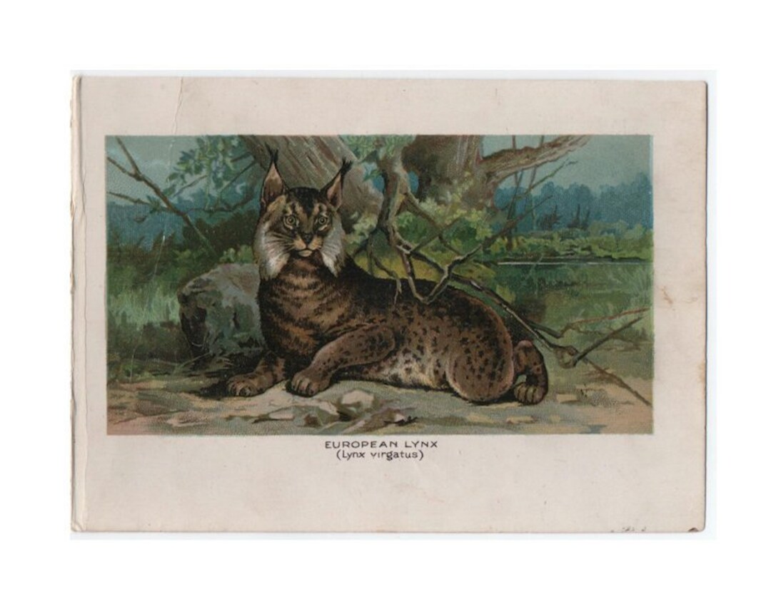 Lynx C. 1895 ANTIQUE ANIMAL PRINT - Original Antique Print - Colorful ...