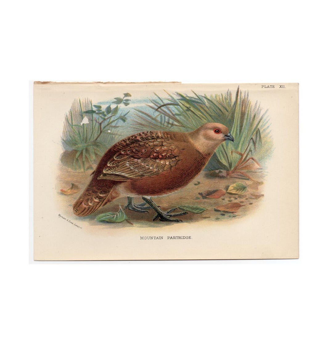C. 1896 MOUNTAIN PARTRIDGE Print • Original Antique Print • Game Bird ...