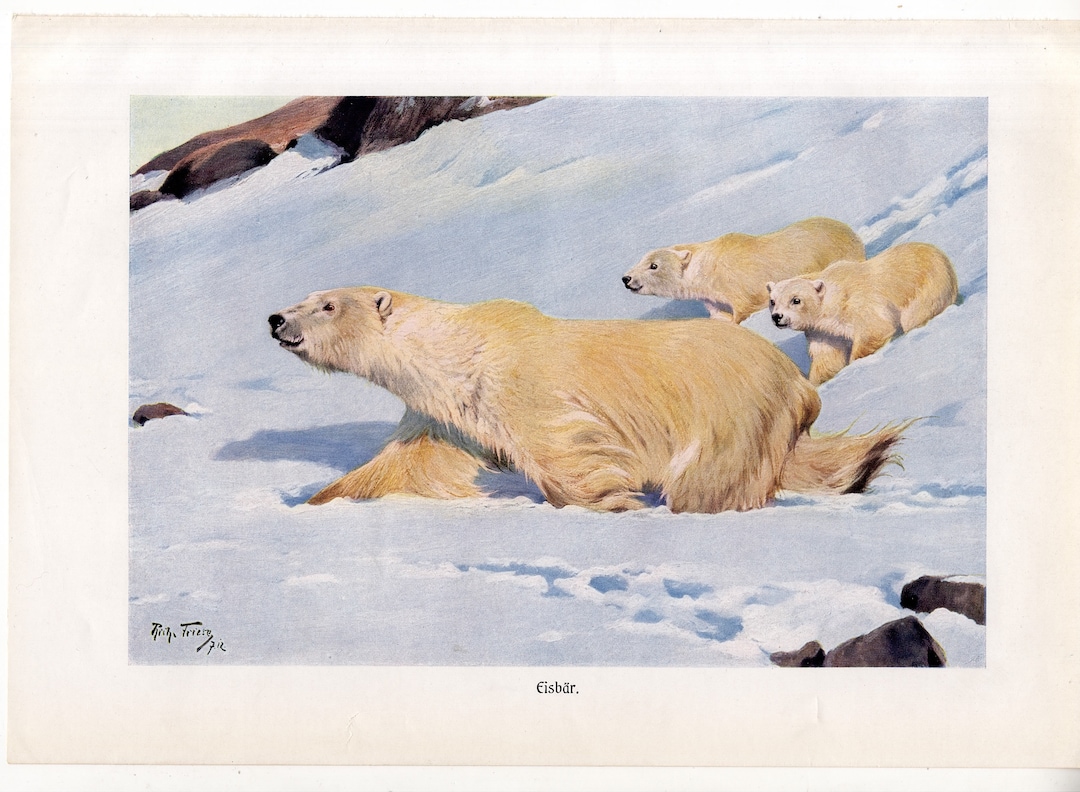 C. 1900 POLAR BEAR Lithograph • Original Antique Print • Arctic Animal ...