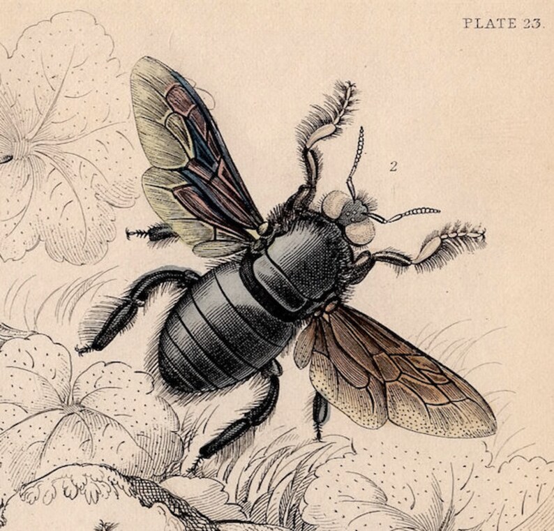 Prints 1840 Anatomical Structure of the Bee Jardine Copied from Huber ...