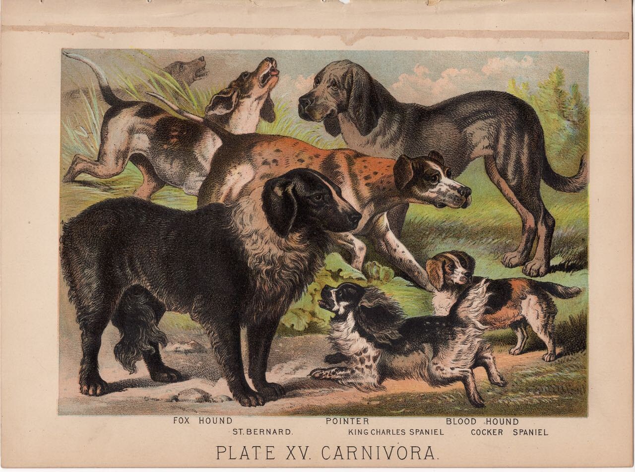 C. 1880 DOG BREEDS LITHOGRAPH Original Antique Print Wild - Etsy