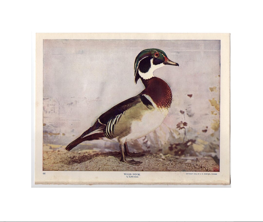 C. 1914 WOOD DUCK Lithograph • Original Antique Print • Waterbird Print ...