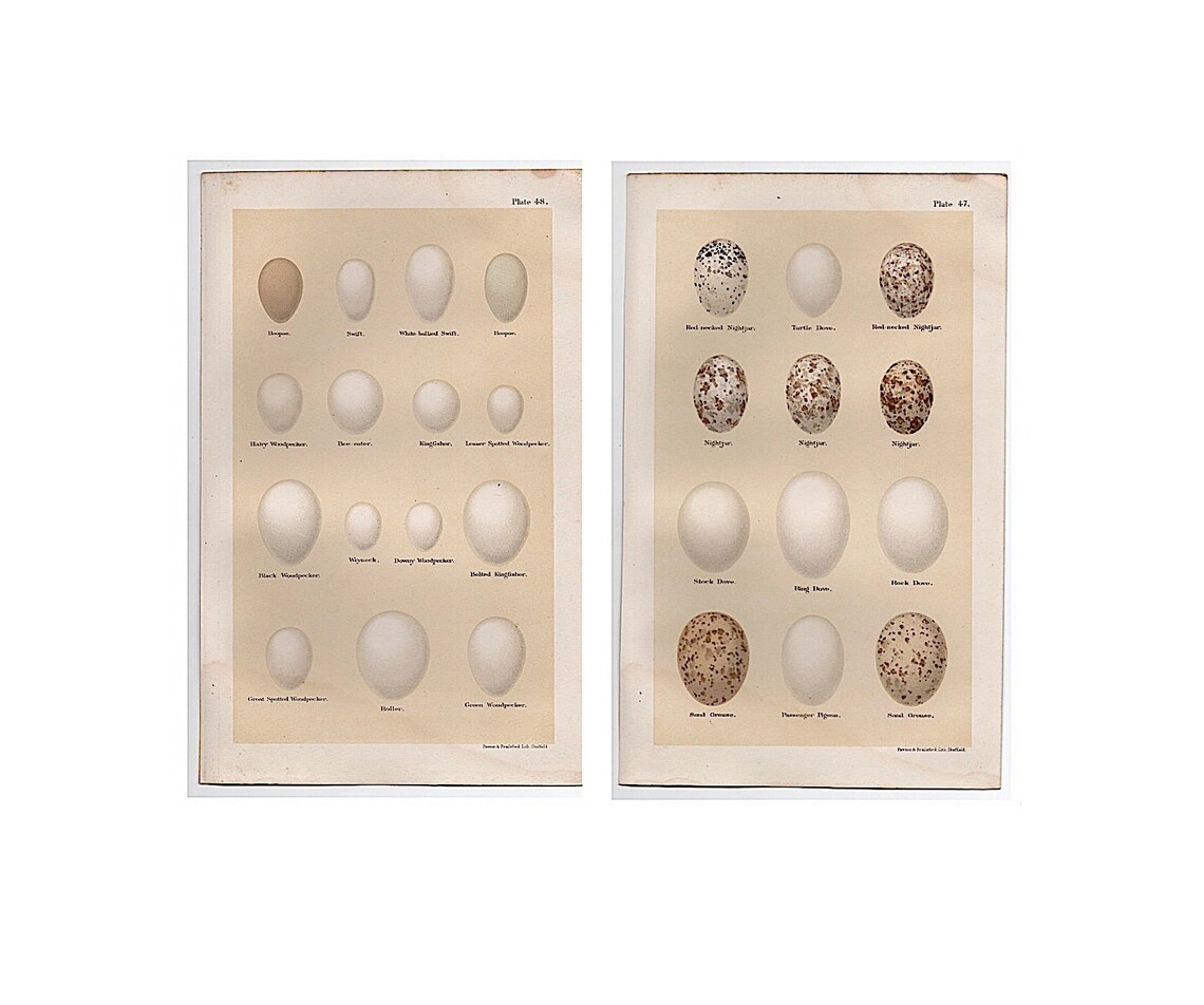 C. 1896 ANTIQUE EGG PRINTS • St of 2 Original Antique Prints • Seebohm ...