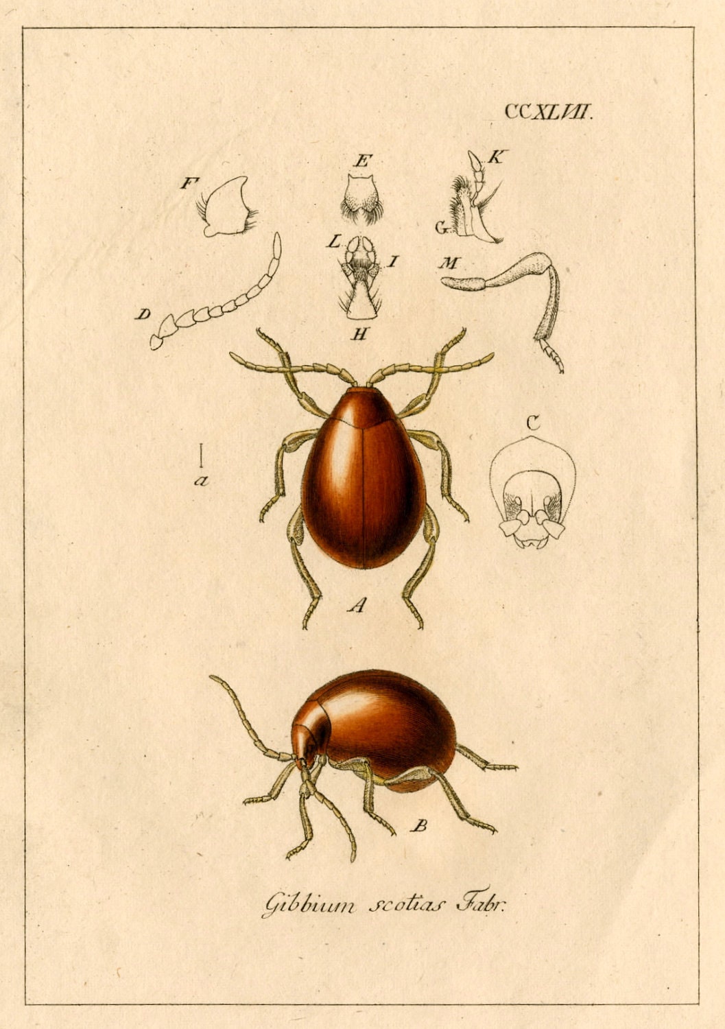 1837 BEETLES BUGS INSECT impresión antigua grabado original a - Etsy España