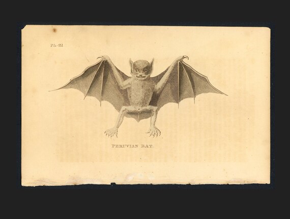 C. 1800 PERUVIAN BAT Engraving Original Antique Print Bats - Etsy
