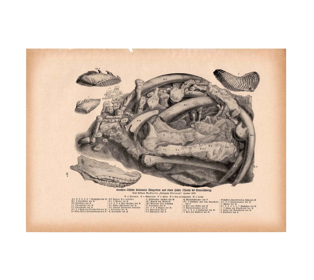 C. 1900 BONES ANATOMY LITHOGRAPH - Original Antique Print - Human ...
