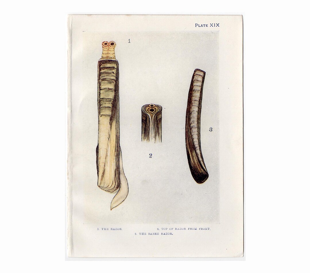 C. 1907 RAZOR CLAM SHELLS Lithograph • Original Antique Print • Sea ...