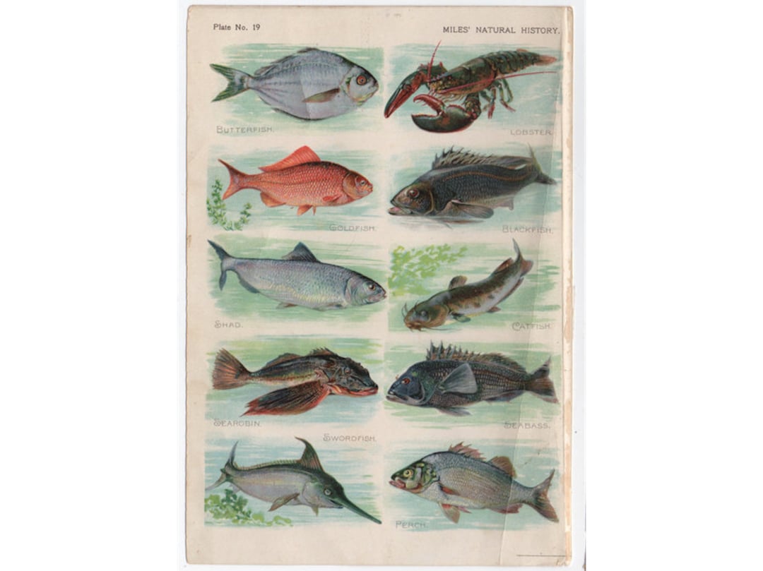 C. 1895 ANTIQUE FISH Lithograph - Original Antique Print - Ichthyology ...