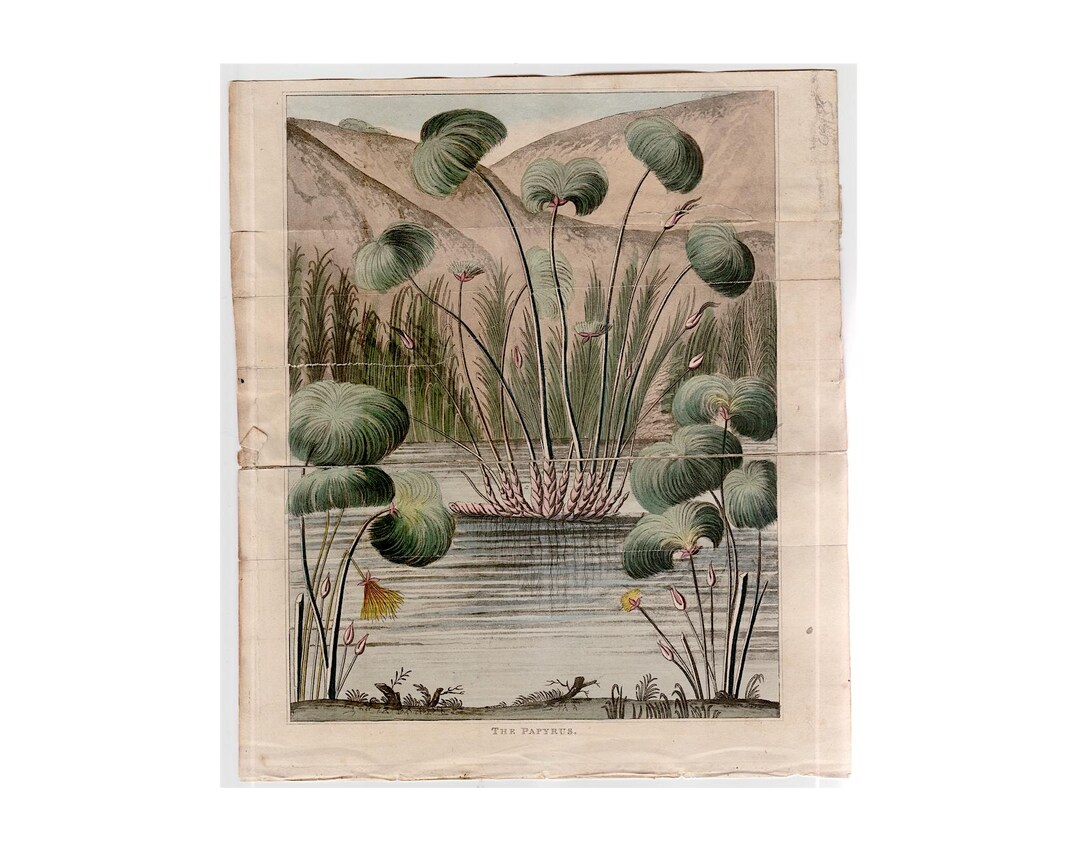 C. 1823 PAPYRUS Print • Original Antique Print • Botanical Print • Hand ...