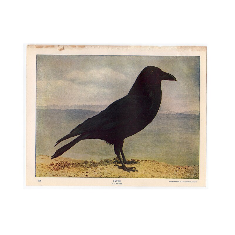Antique Print - Etsy