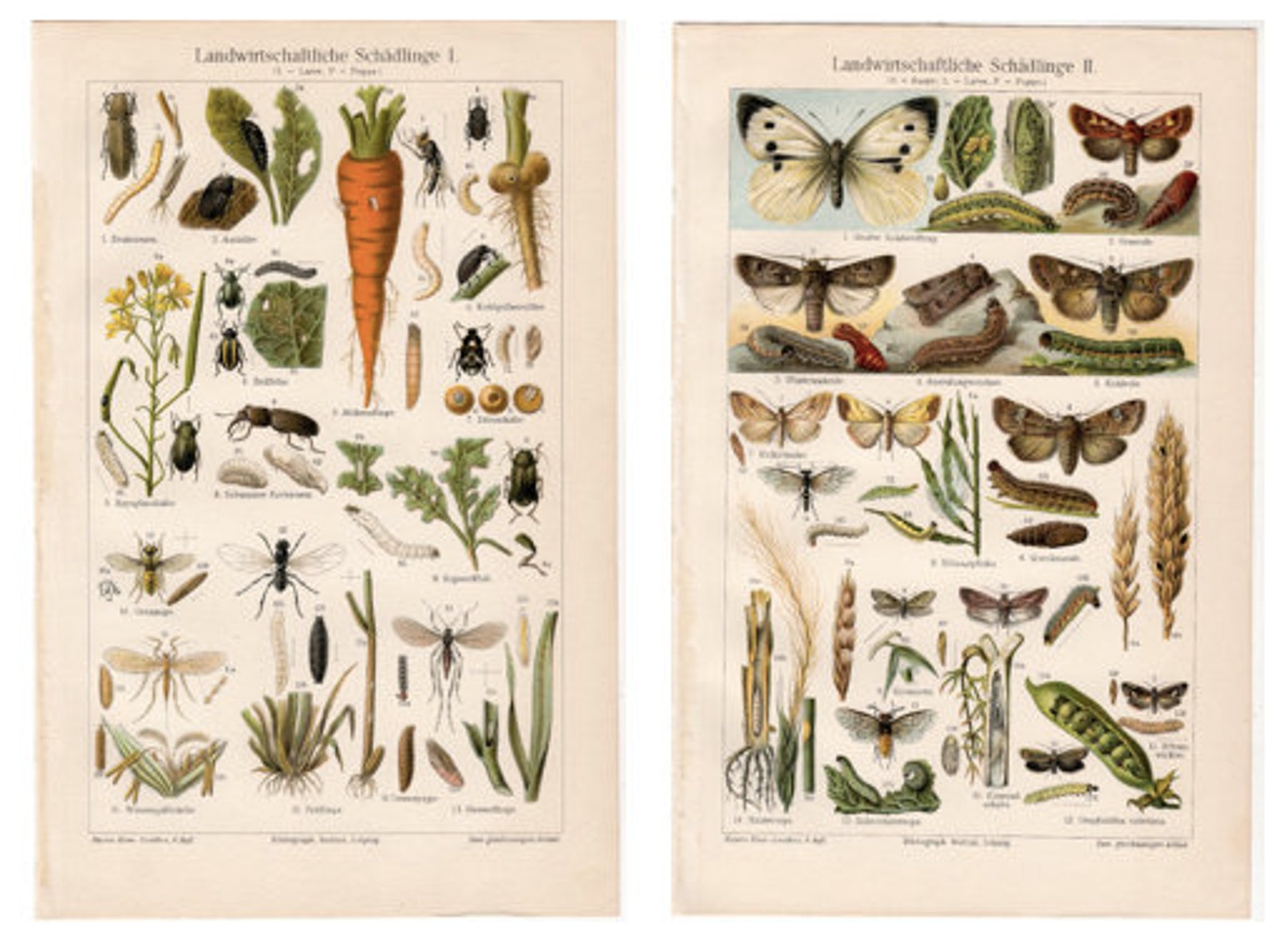 Antique Prints GARDEN INSECT PESTS Prints From 1894 Set of | Etsy