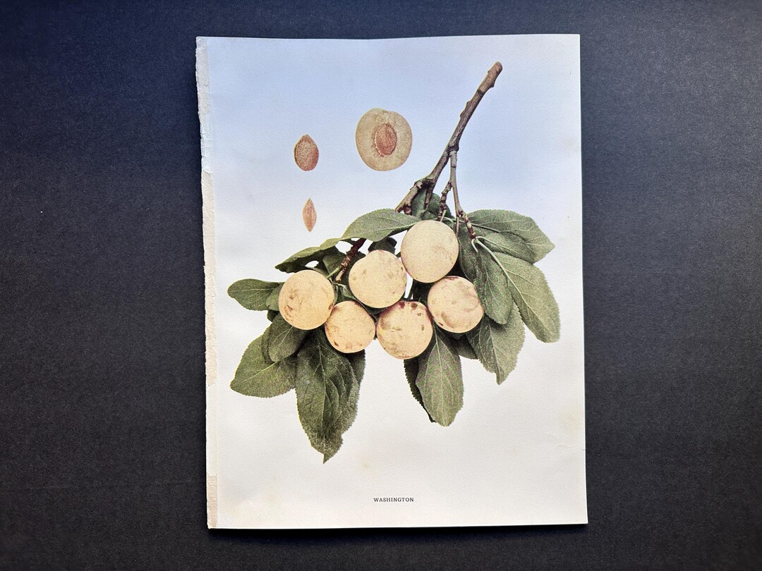 C. 1911 ANTIQUE PLUM Print • Original Antique Print • Drupe Fruit Print ...