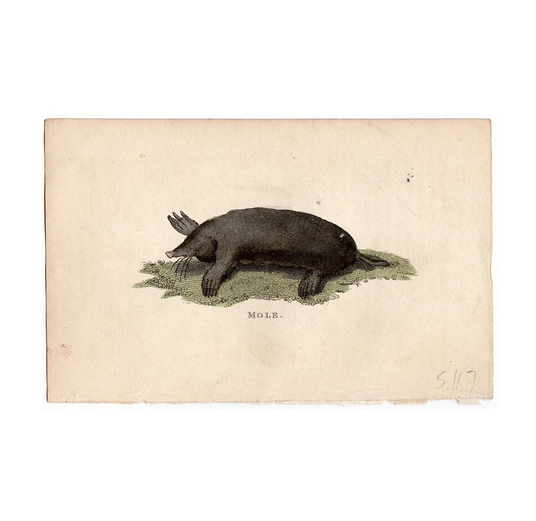 C. 1804 MOLE Engraving • Original Antique Print • Hand Colored ...