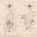 1901 IBIS BIRD ANATOMY Lithograph Original Antique Print of Pterylosis ...