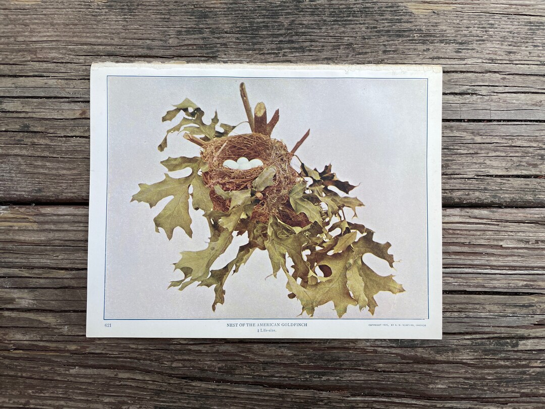 C. 1914 GOLDFINCH NEST & EGGS Lithograph • Original Antique Print ...