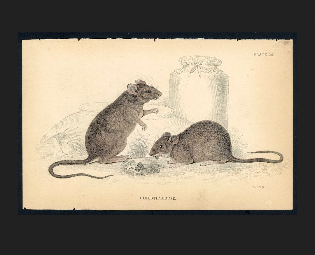 C. 1843 DOMESTIC MOUSE Print • Original Antique Print • Jardine Animal ...